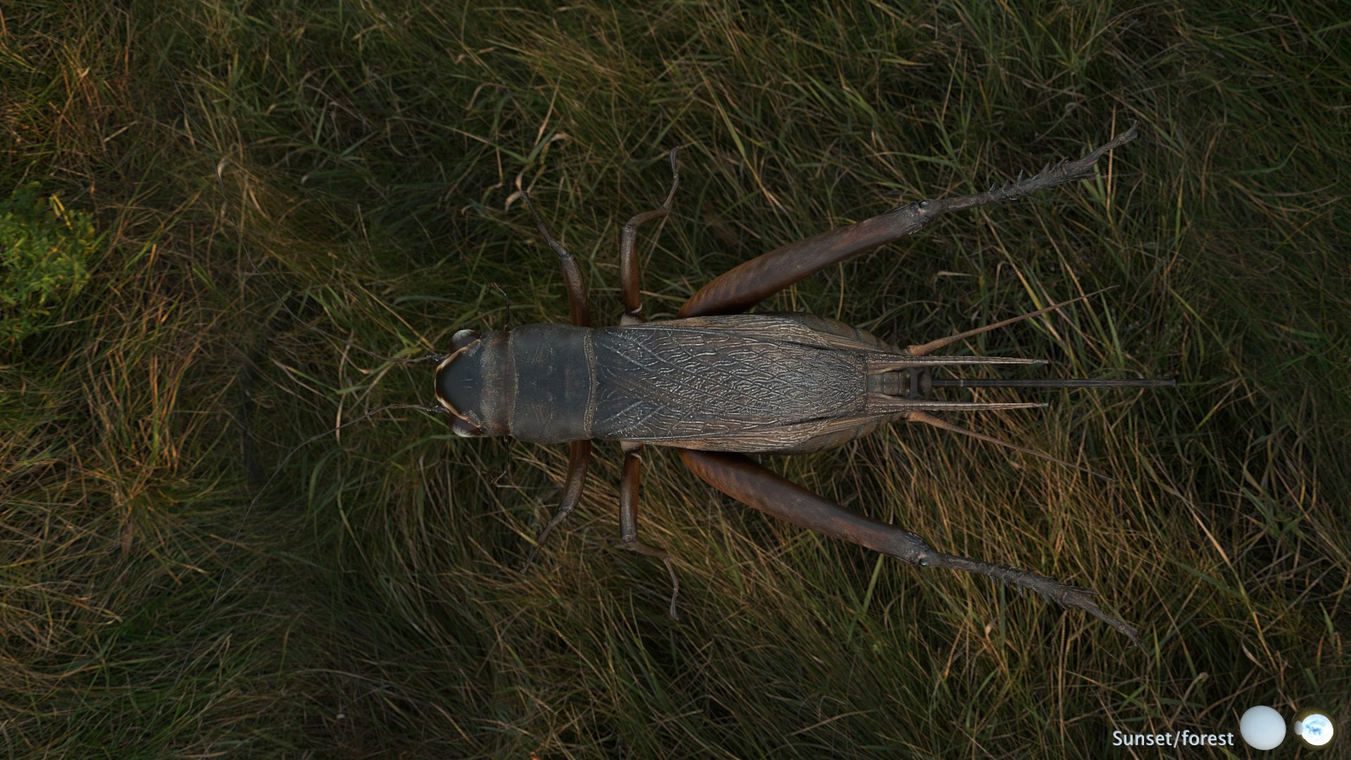 3D Cricket Model - TurboSquid 2409269