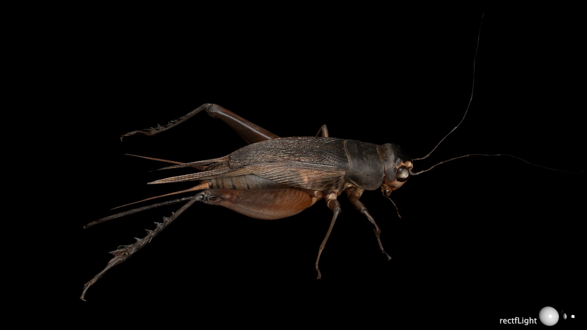 3D Cricket Model - TurboSquid 2409269