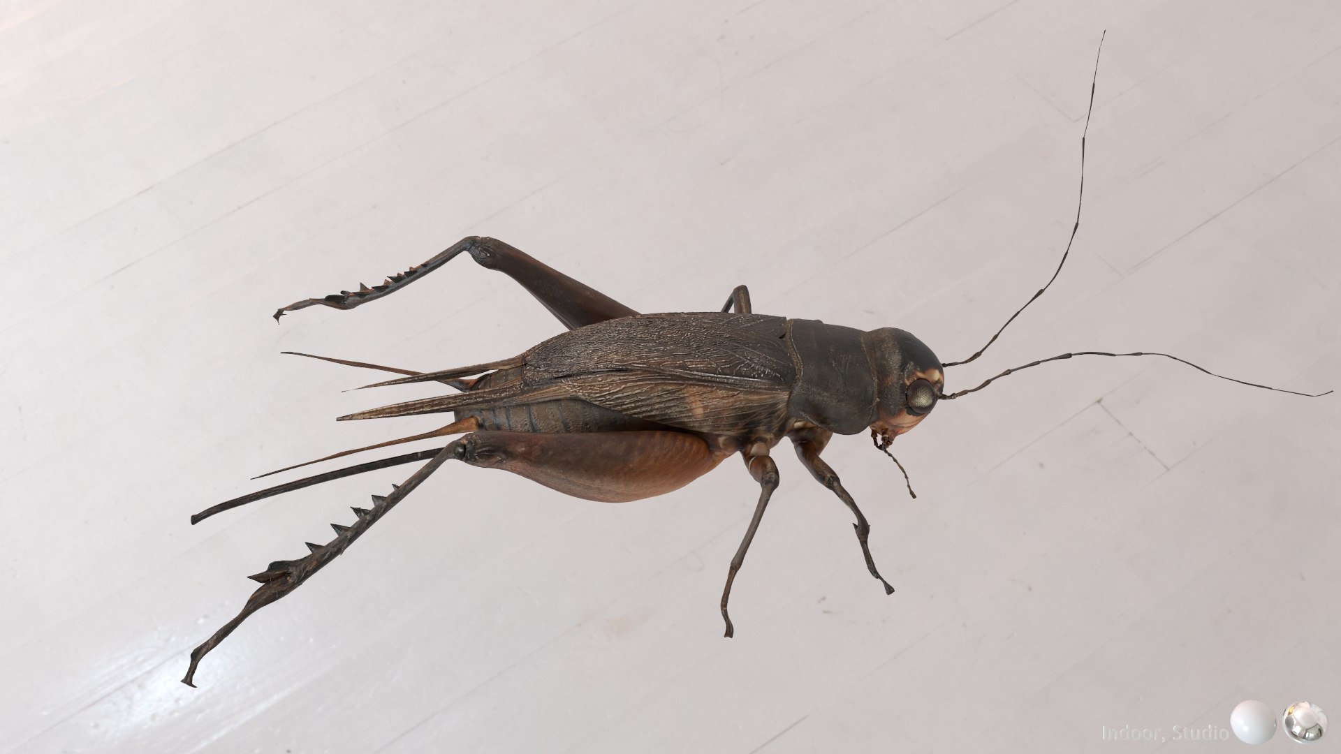 3D Cricket Model - TurboSquid 2409269