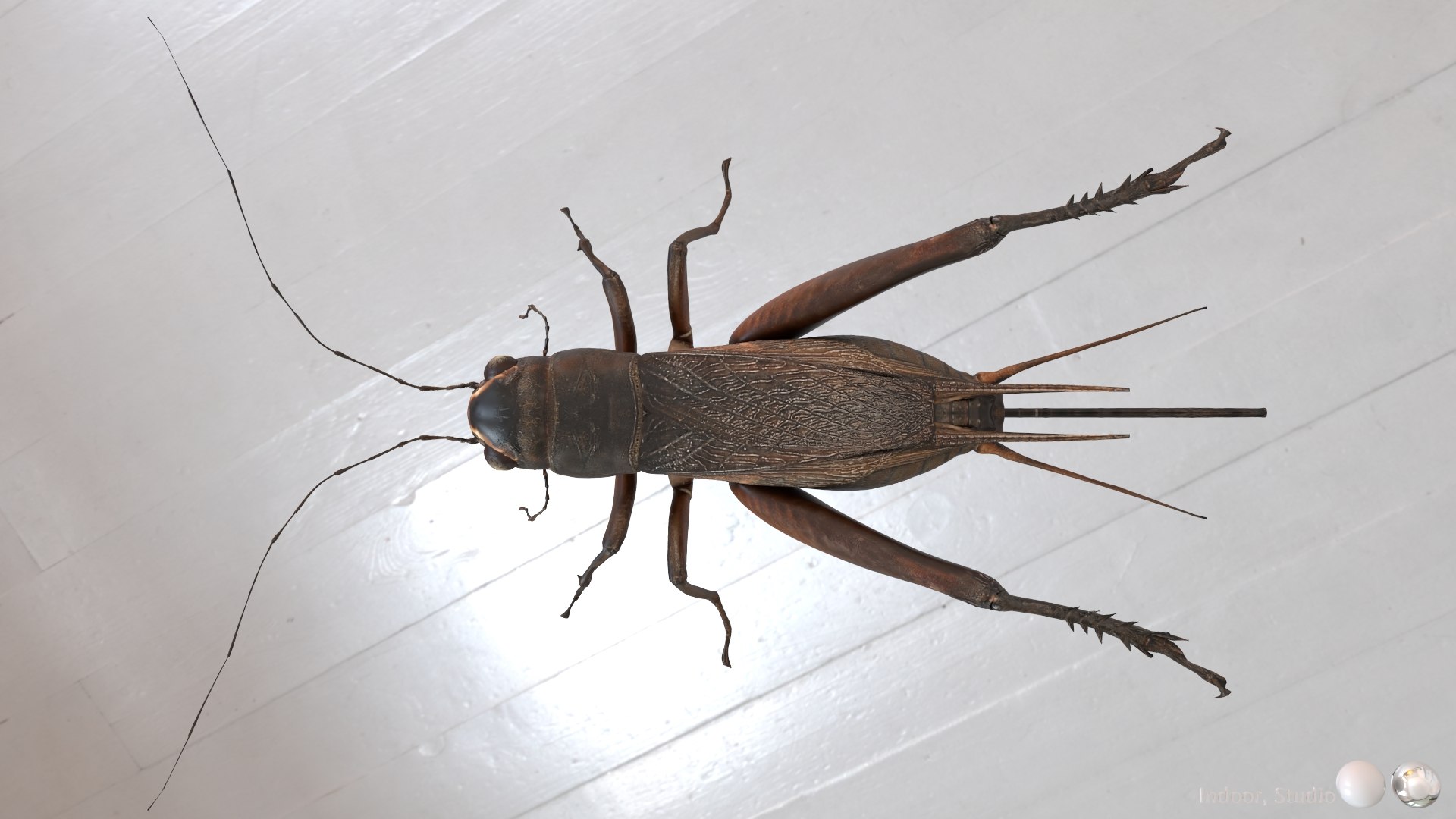 3D Cricket Model - TurboSquid 2409269