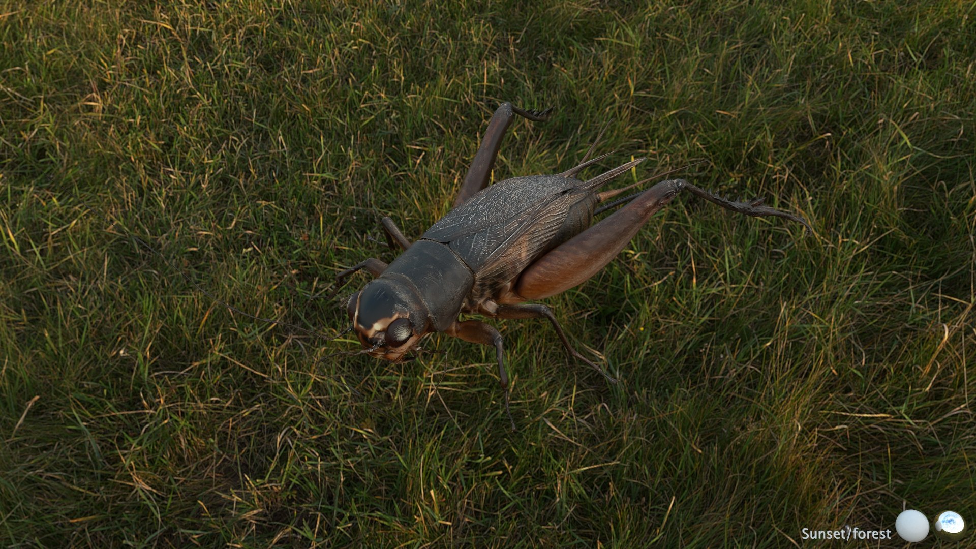 3D Cricket Model - TurboSquid 2409269