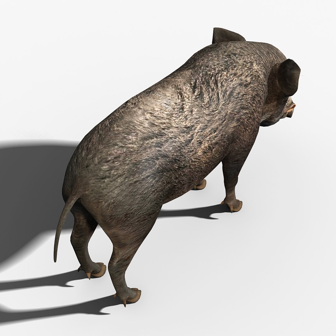 3d Wild Boar 3d Wild Boar