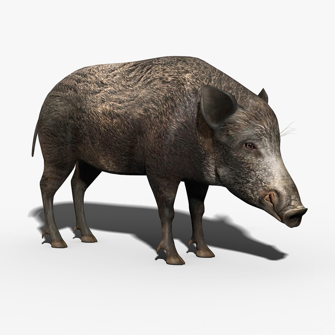 3d wild boar
