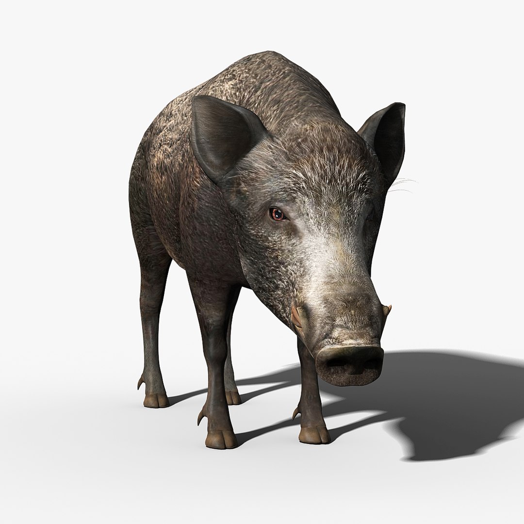 3d wild boar