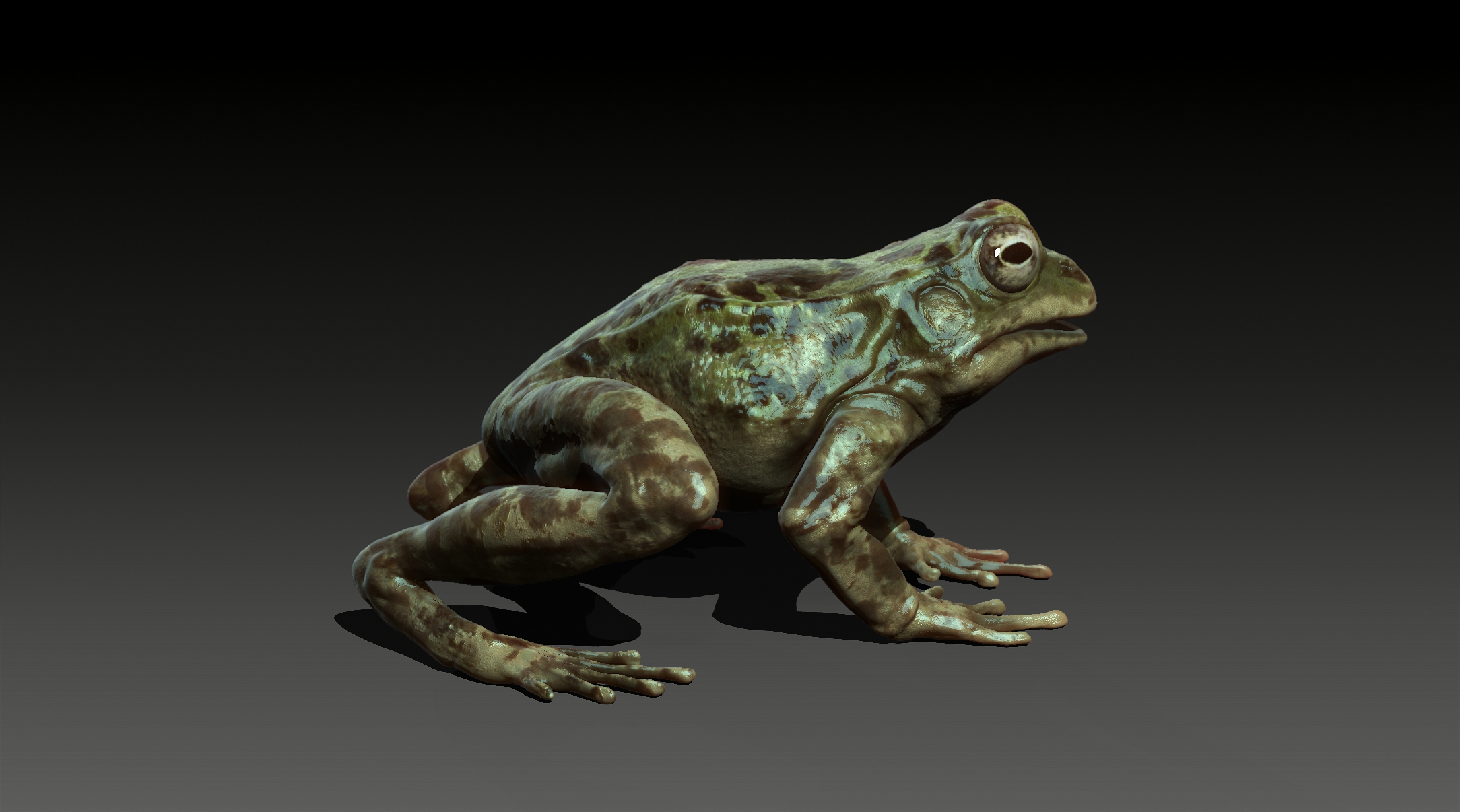 Animal frog 3D - TurboSquid 1685656