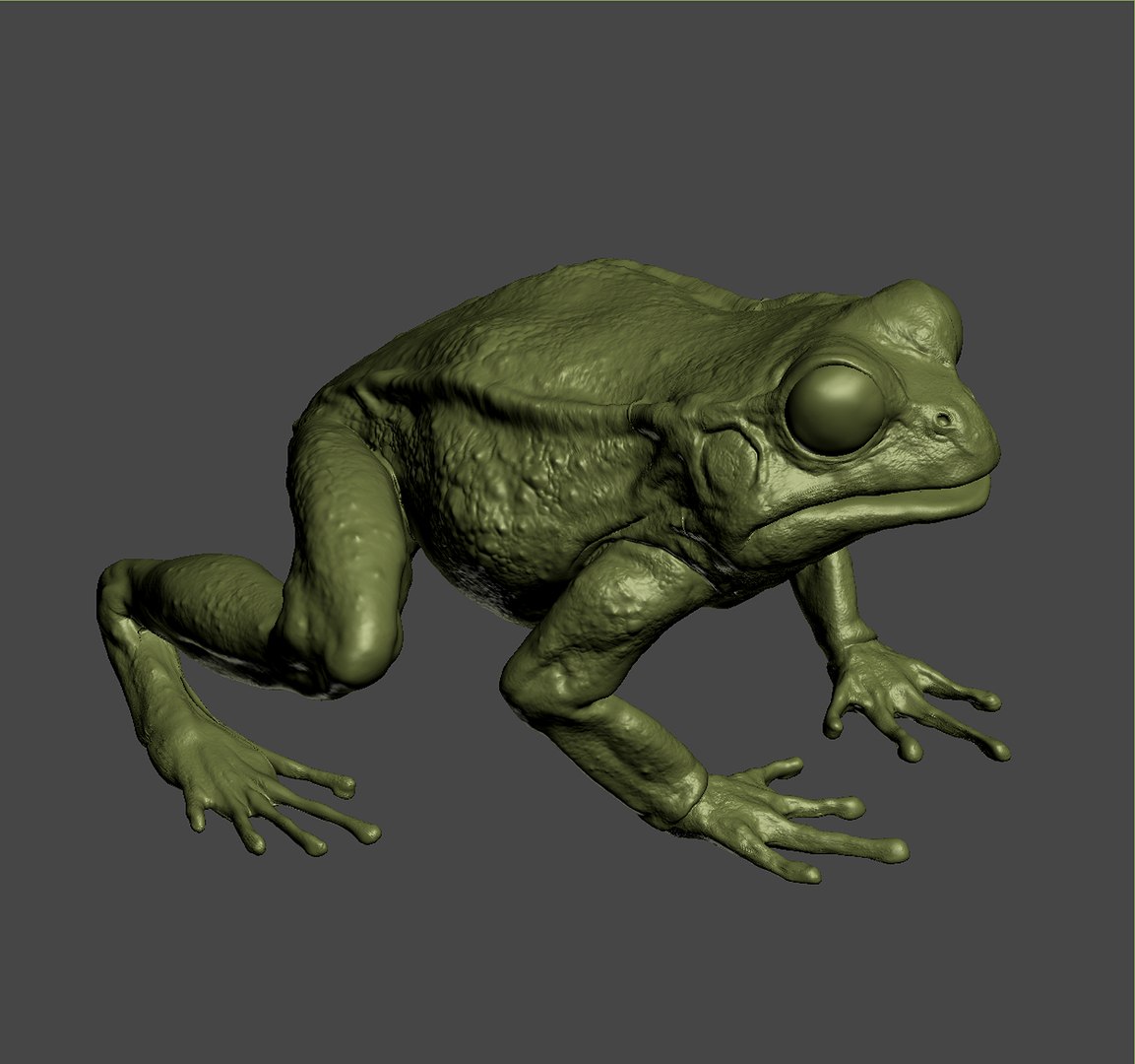 Animal Frog 3D - TurboSquid 1685656