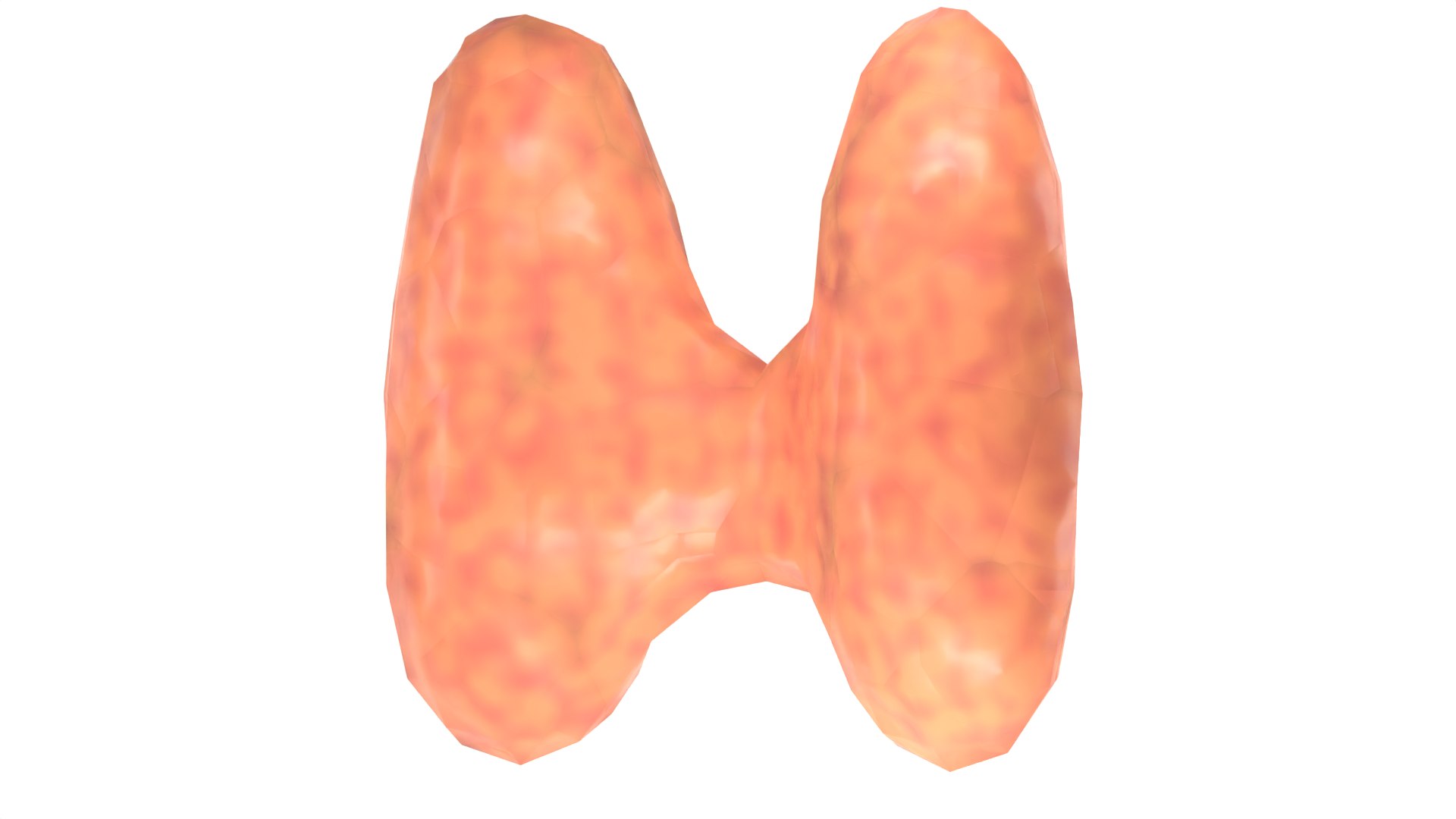 3D THYROID Model - TurboSquid 2109491