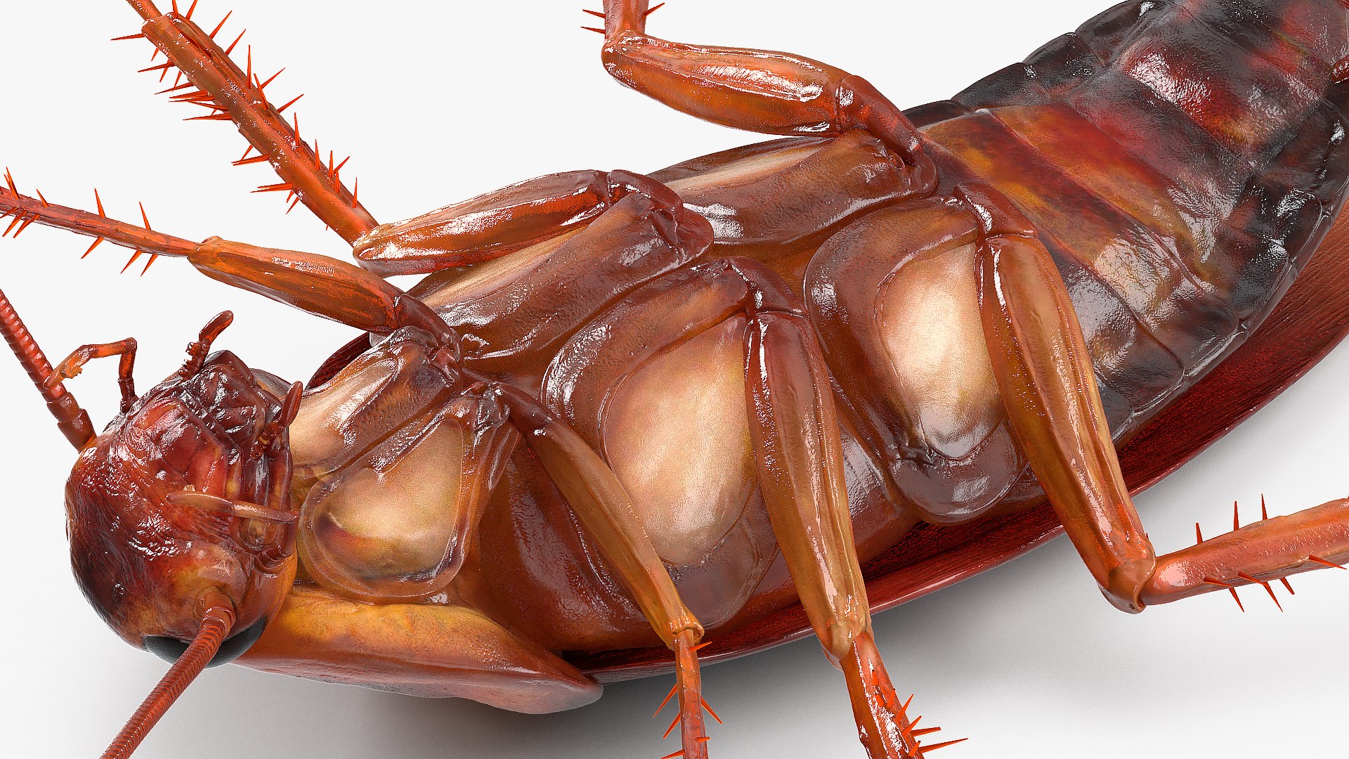 3D Animated Cockroach With Bait Collection For Cinema 4D Model ...