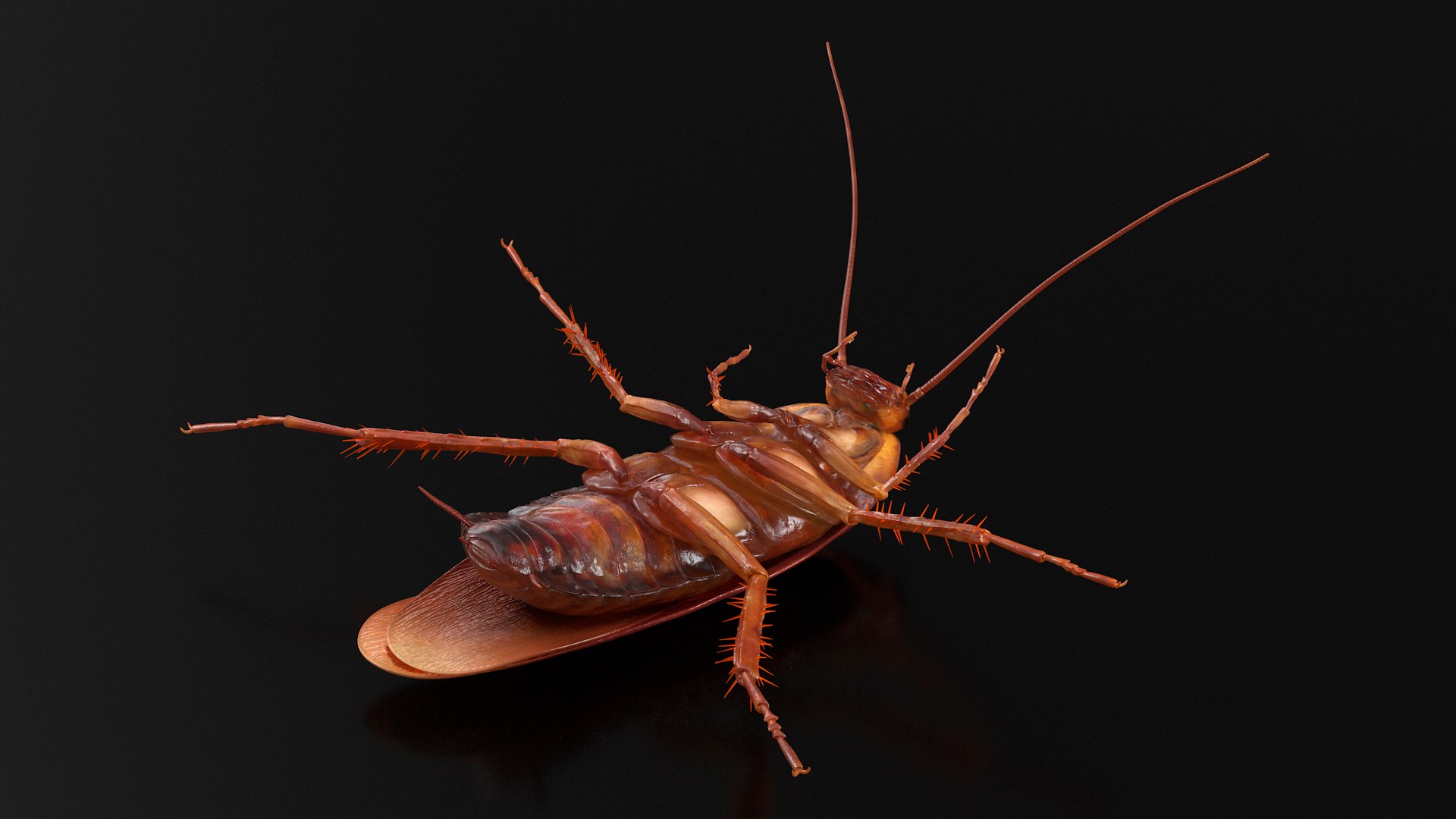 3D Animated Cockroach With Bait Collection For Cinema 4D Model ...