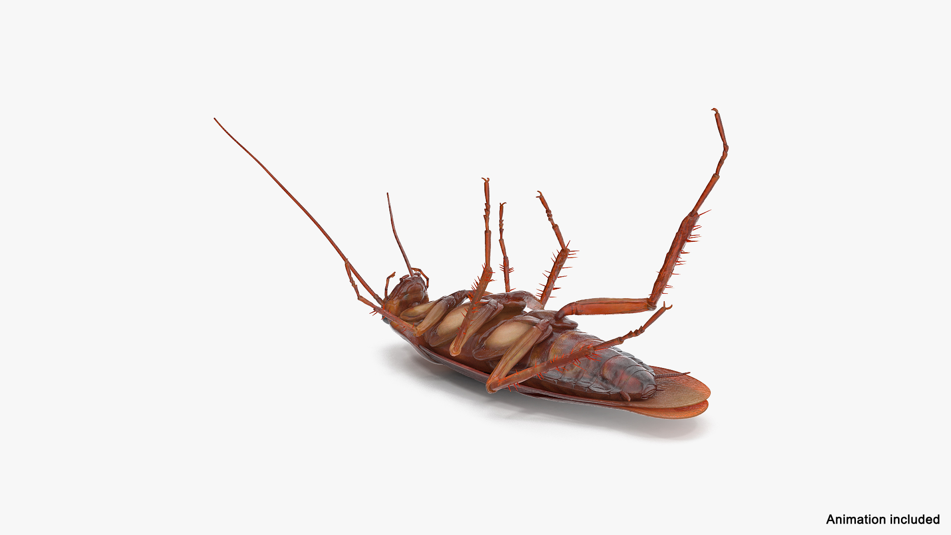 3D Animated Cockroach With Bait Collection For Cinema 4D Model ...