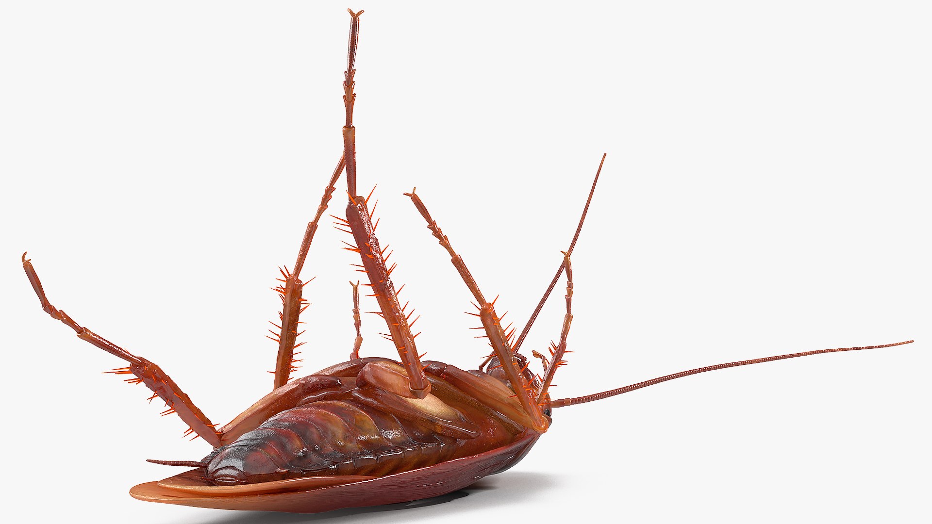 3D Animated Cockroach With Bait Collection For Cinema 4D Model ...