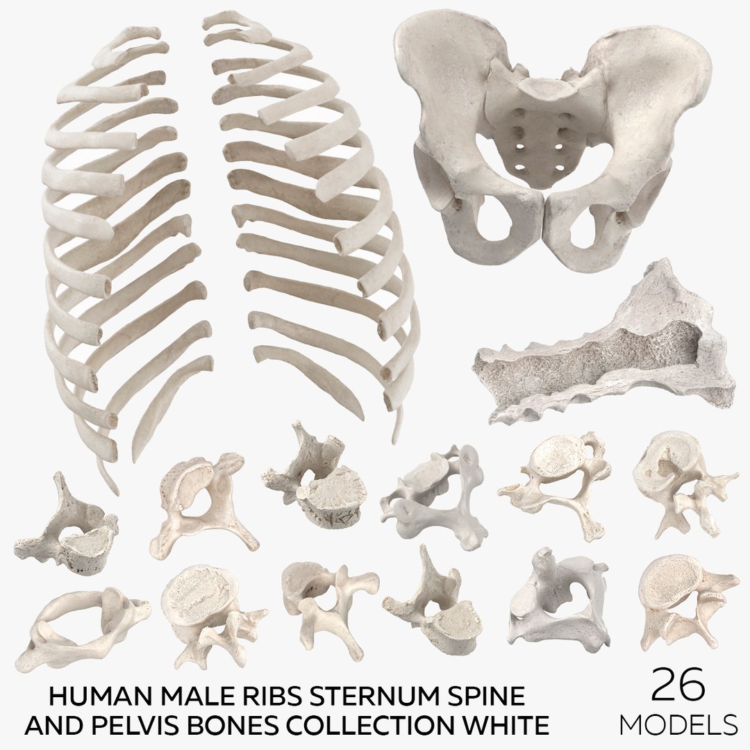 Human Male Ribs Sternum Spine and Pelvis Bones Collection White - 26 ...
