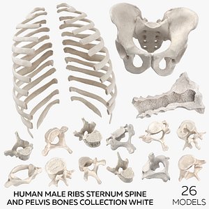 3D Rib Cage Models - Browse & Download Formats - TurboSquid
