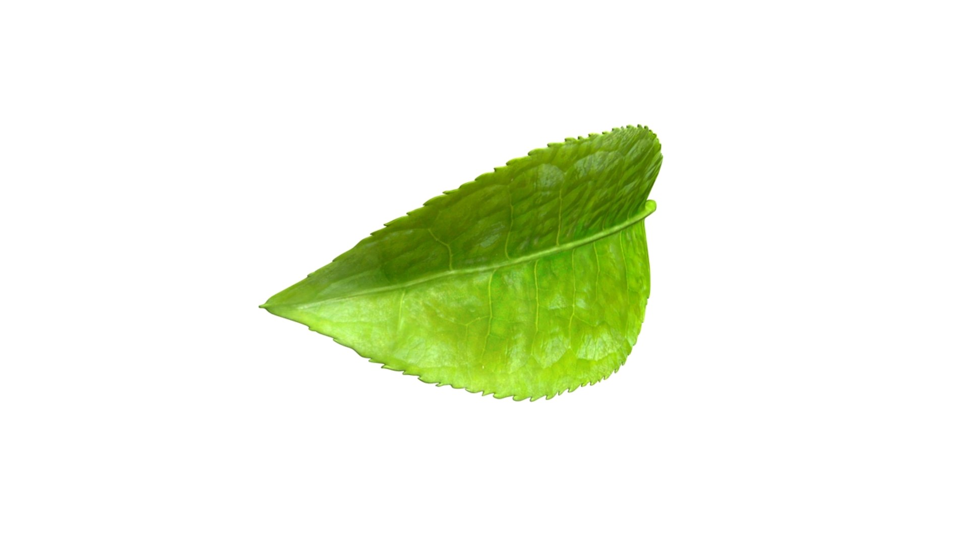 Tea Tree Leaf 3D - TurboSquid 1177230