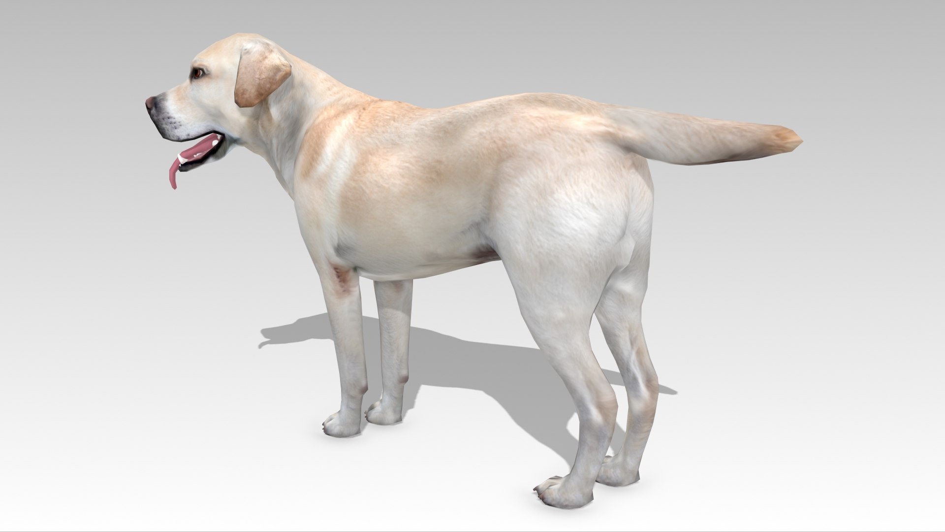 3D Model Labrador - TurboSquid 2037610