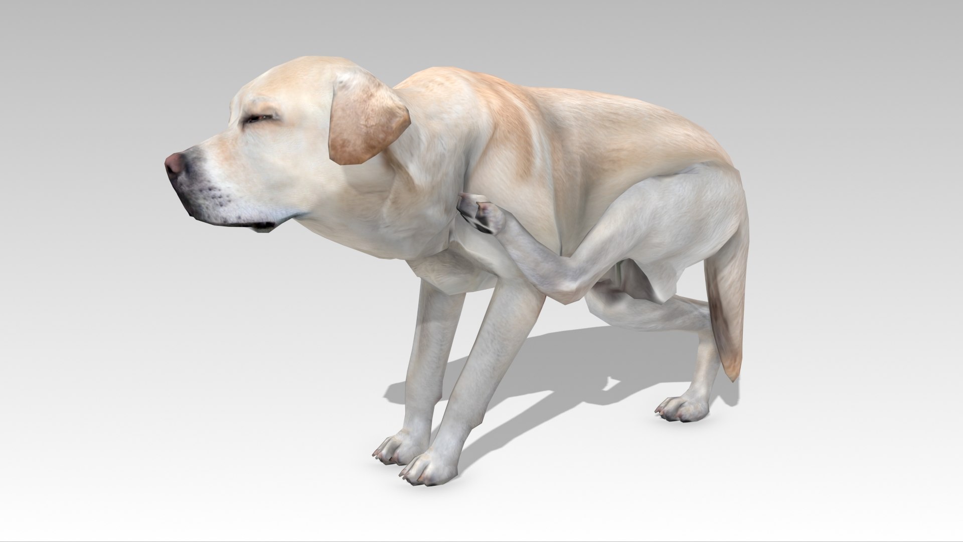 3D Model Labrador - TurboSquid 2037610