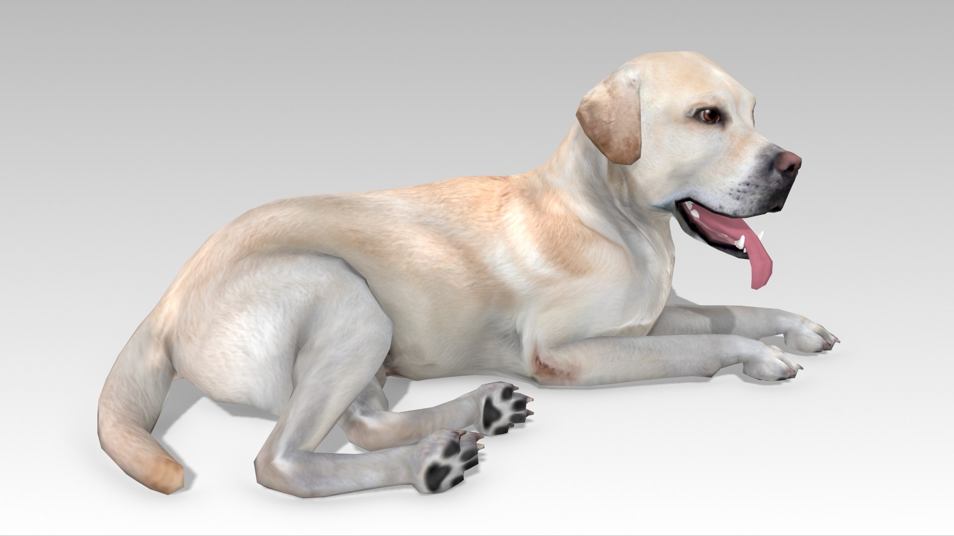 3D Model Labrador - TurboSquid 2037610