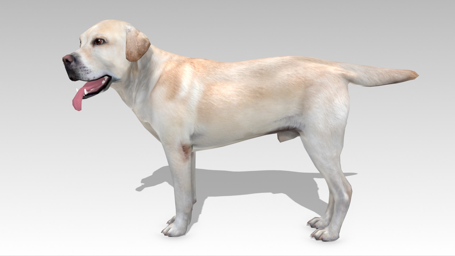 3D Model Labrador - TurboSquid 2037610