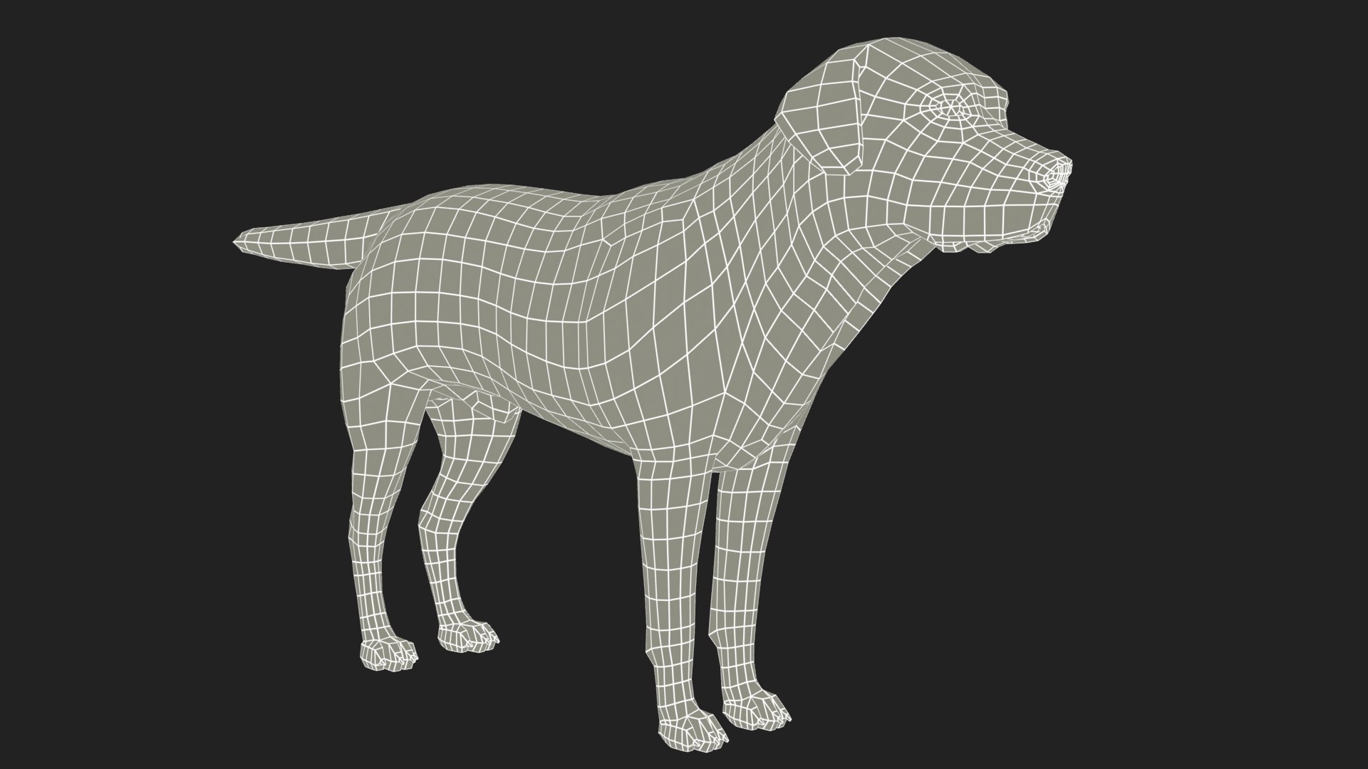3D Model Labrador - TurboSquid 2037610