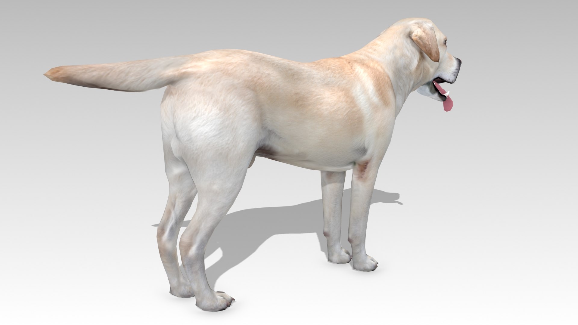 3D Model Labrador - TurboSquid 2037610