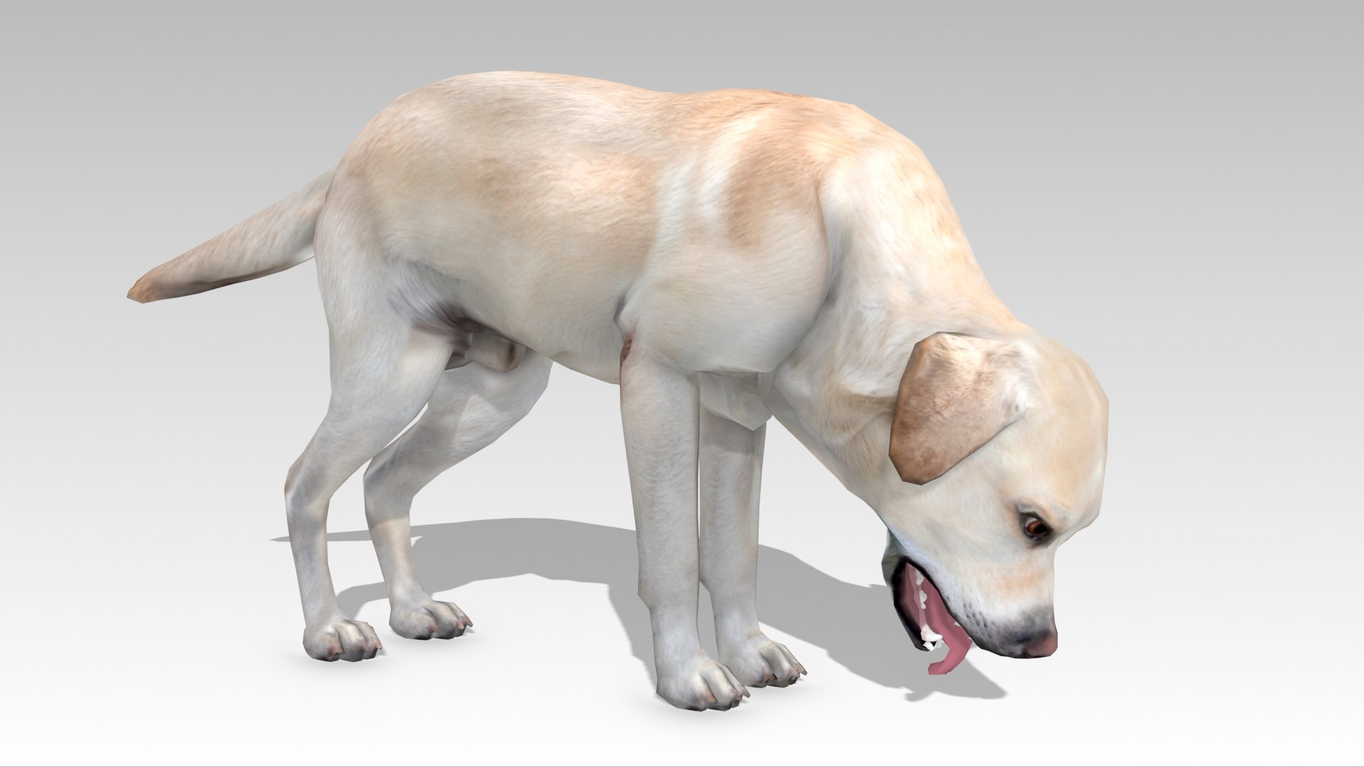 3D Model Labrador - TurboSquid 2037610