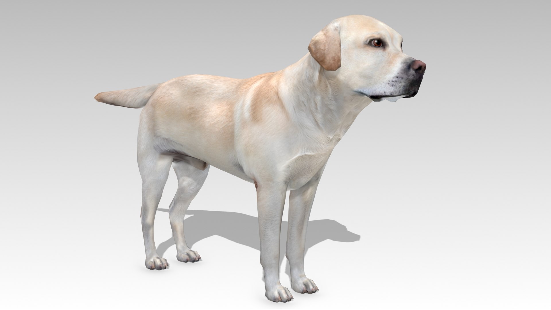 3D Model Labrador - TurboSquid 2037610
