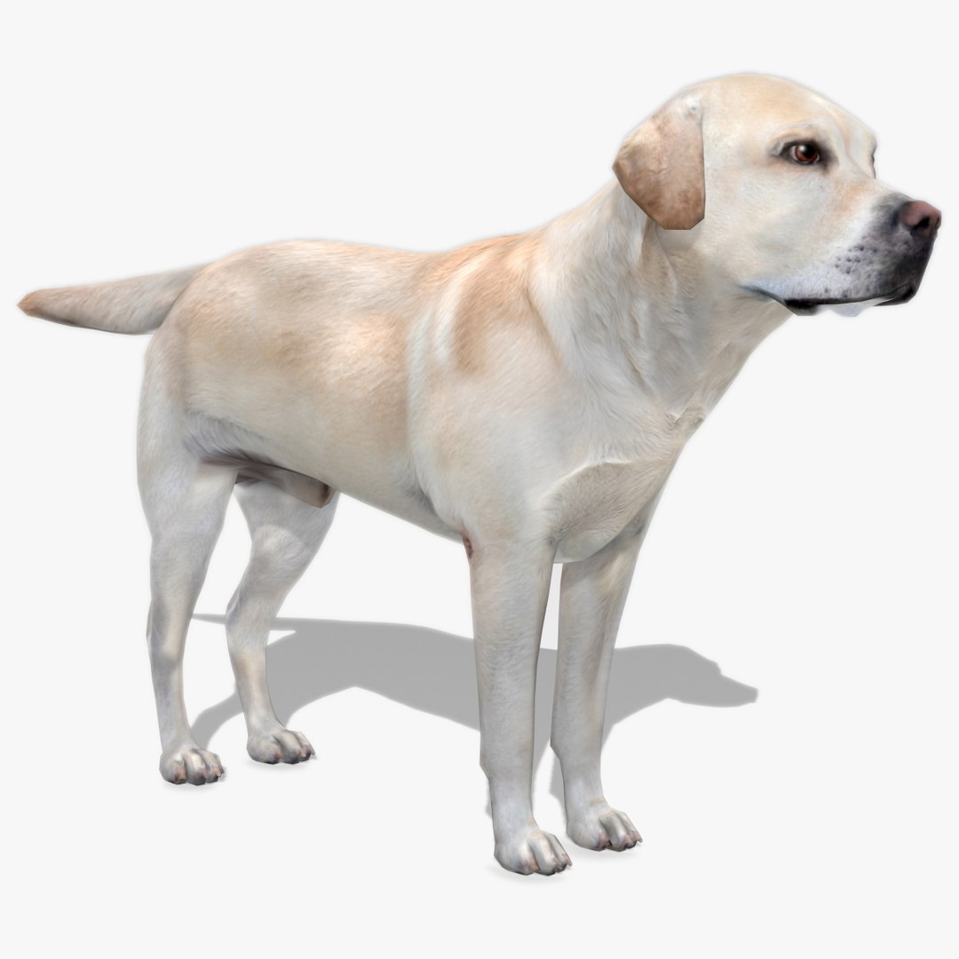 3D model Labrador - TurboSquid 2037610