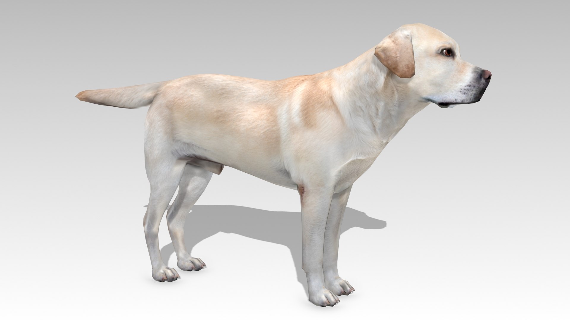 3D Model Labrador - TurboSquid 2037610