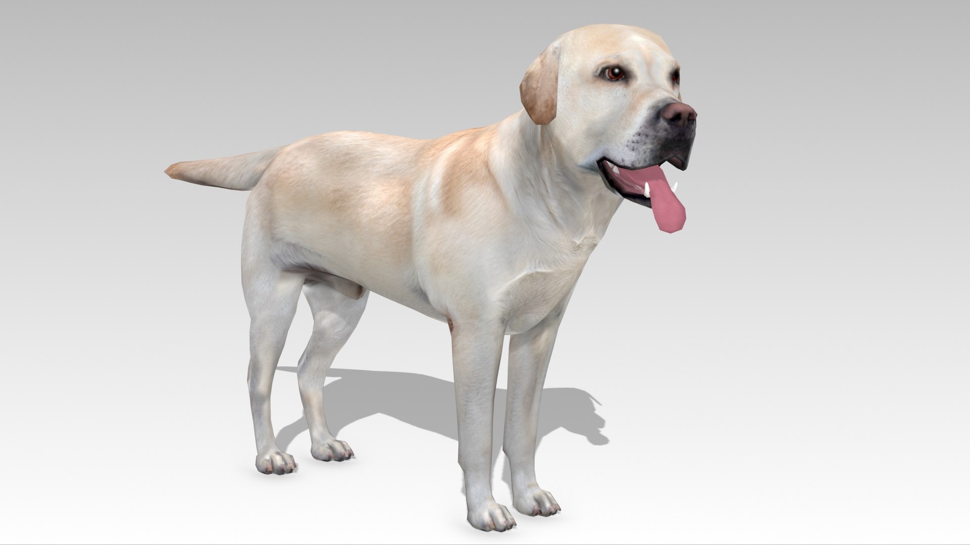 3D Model Labrador - TurboSquid 2037610