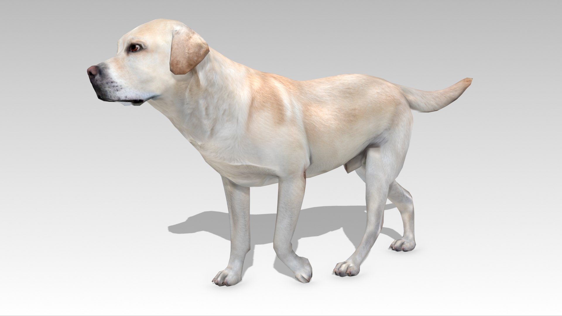3D Model Labrador - TurboSquid 2037610