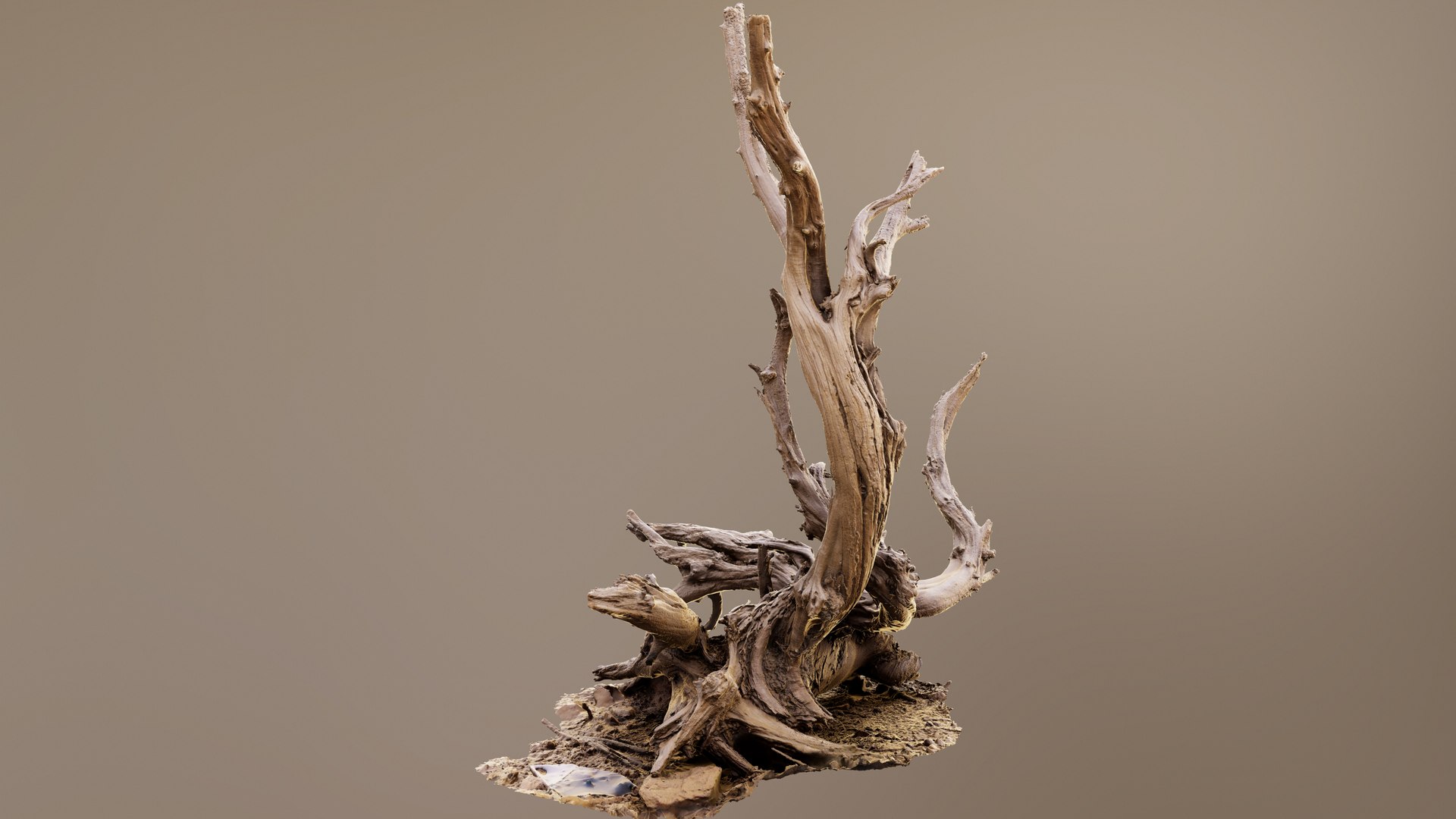 3d Model Dry Root Turbosquid 1971307