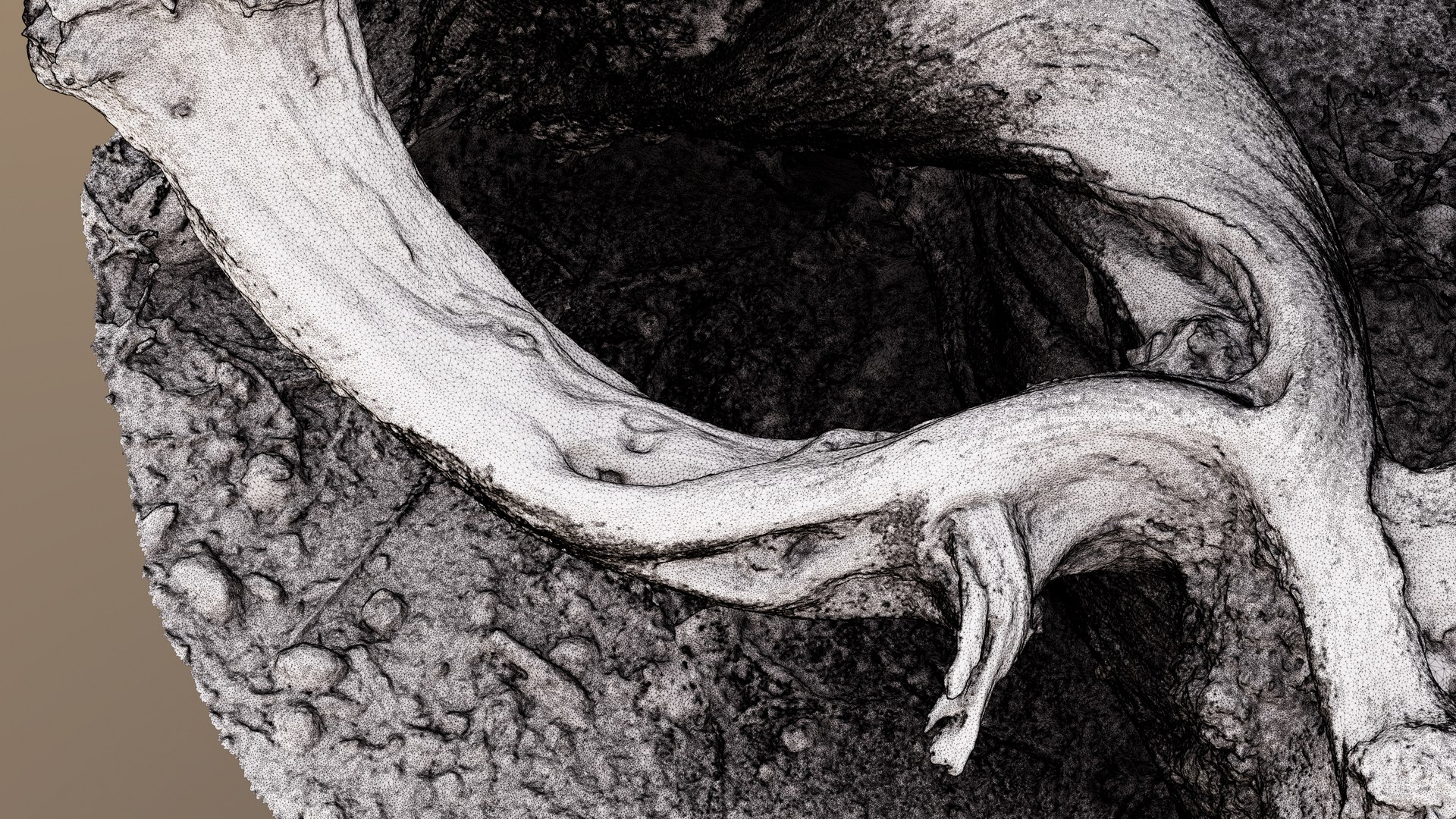 3D Model Dry Root - TurboSquid 1971307