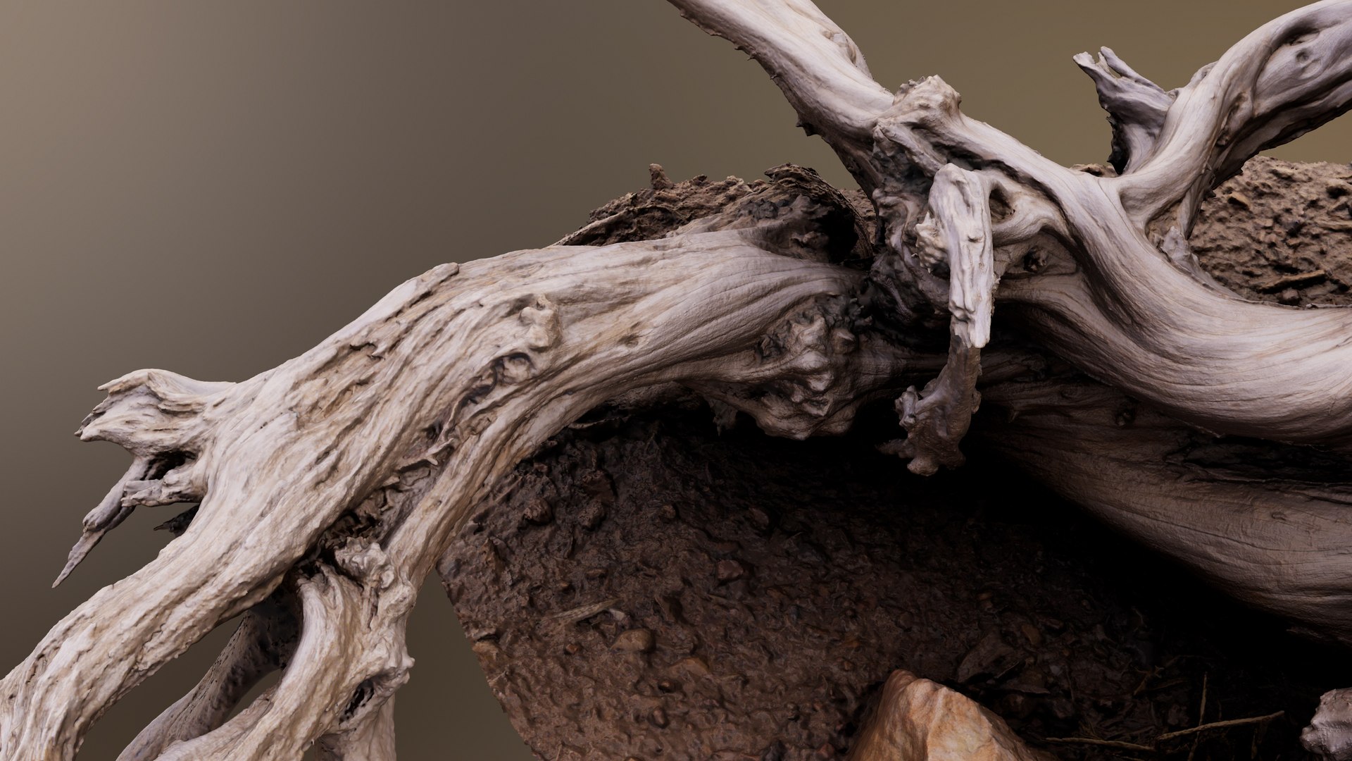 3D Model Dry Root - TurboSquid 1971307