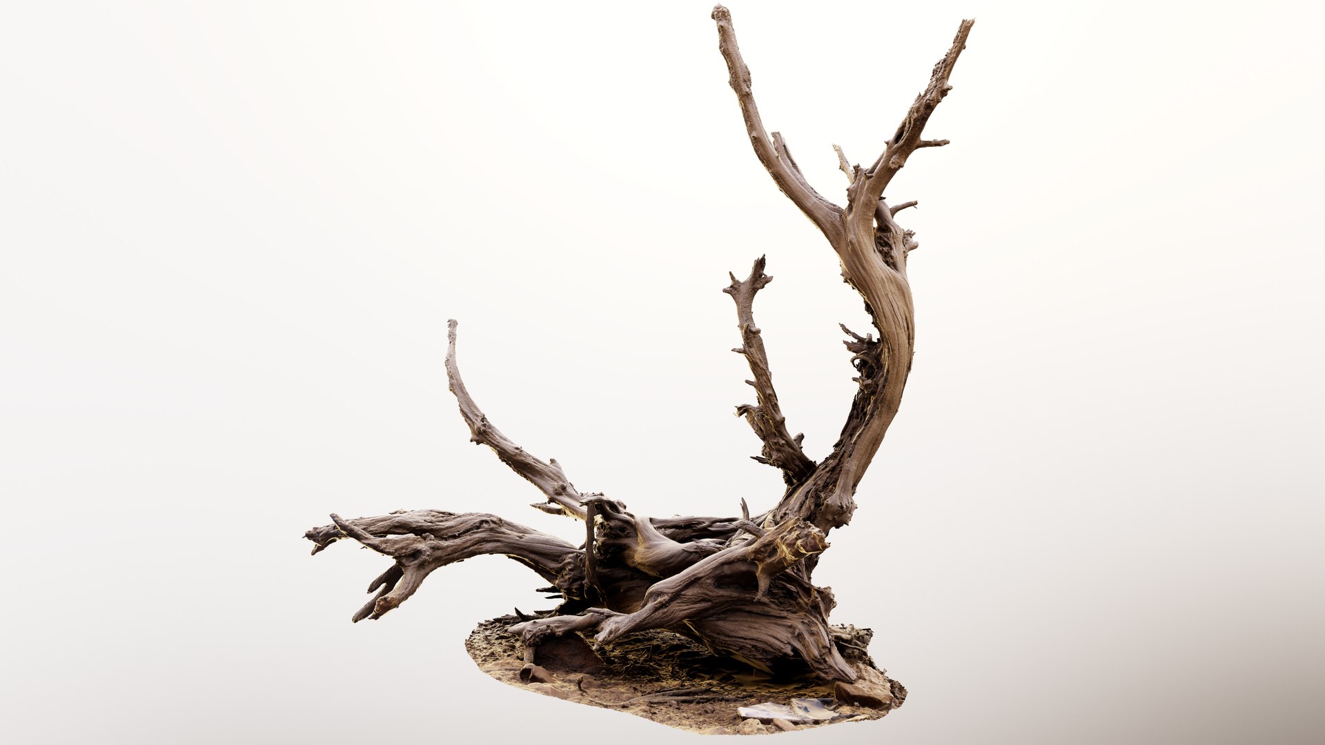 3D Model Dry Root - TurboSquid 1971307