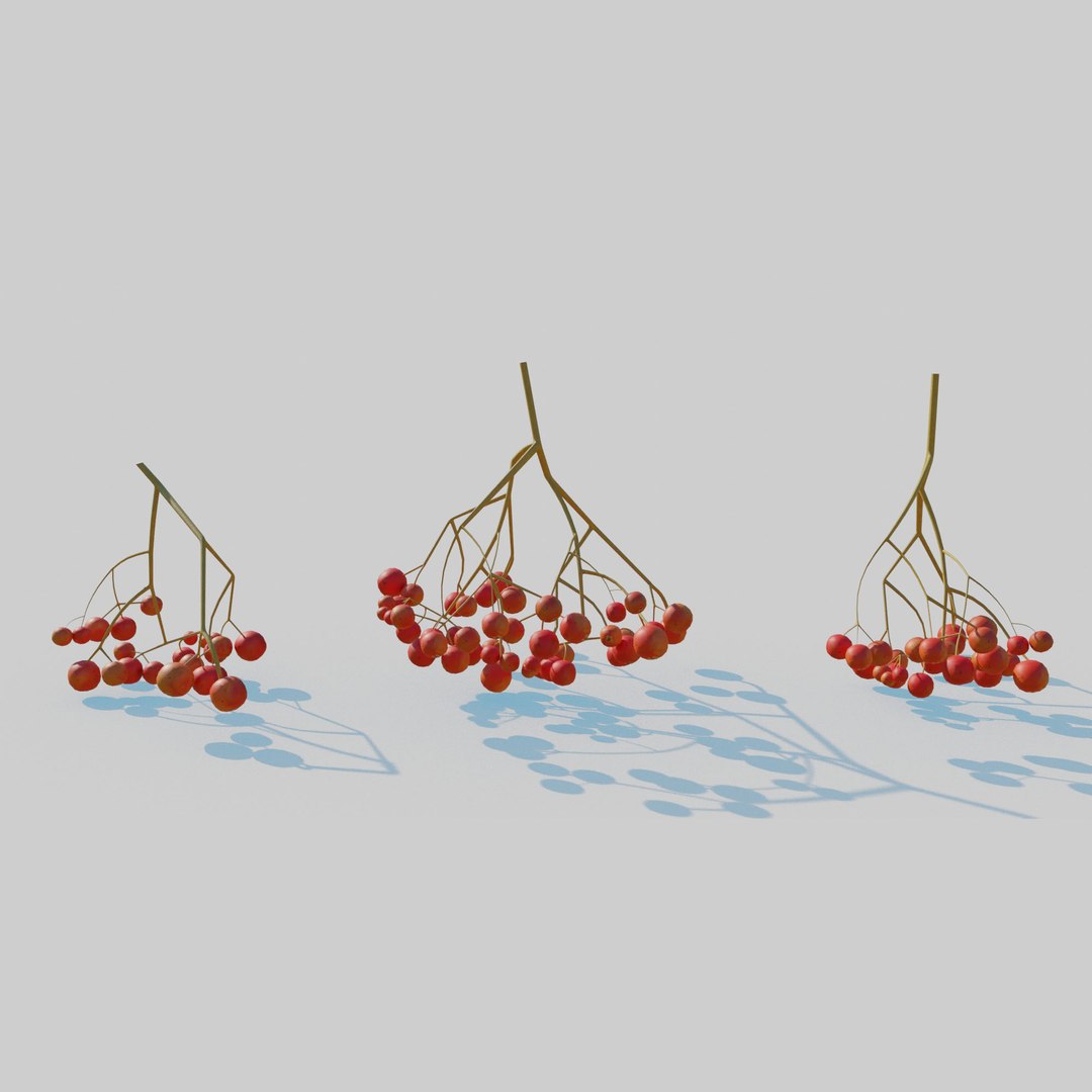 Mountain Ash Fruit 3D Model - TurboSquid 1813575