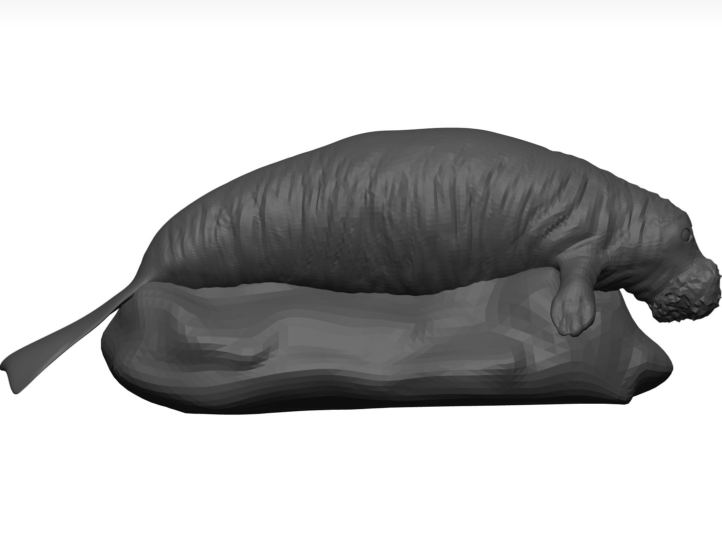 Manatee Stl Model - TurboSquid 1774264