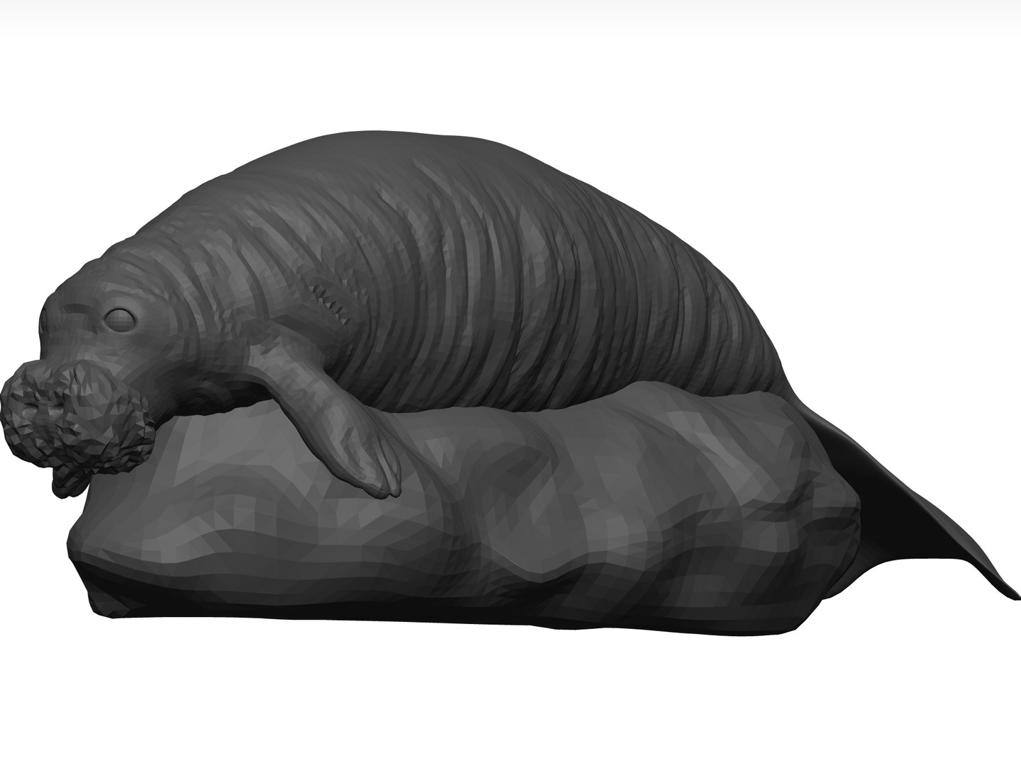 Manatee Stl Model - TurboSquid 1774264