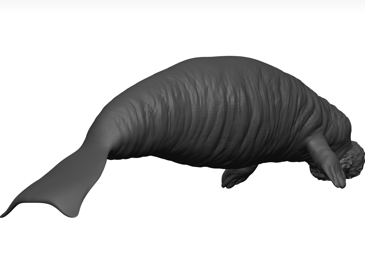 Manatee Stl Model - TurboSquid 1774264