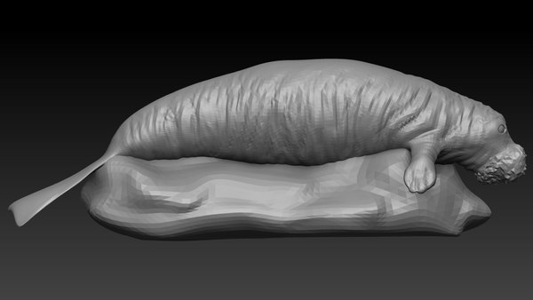 Manatee Stl model - TurboSquid 1774264