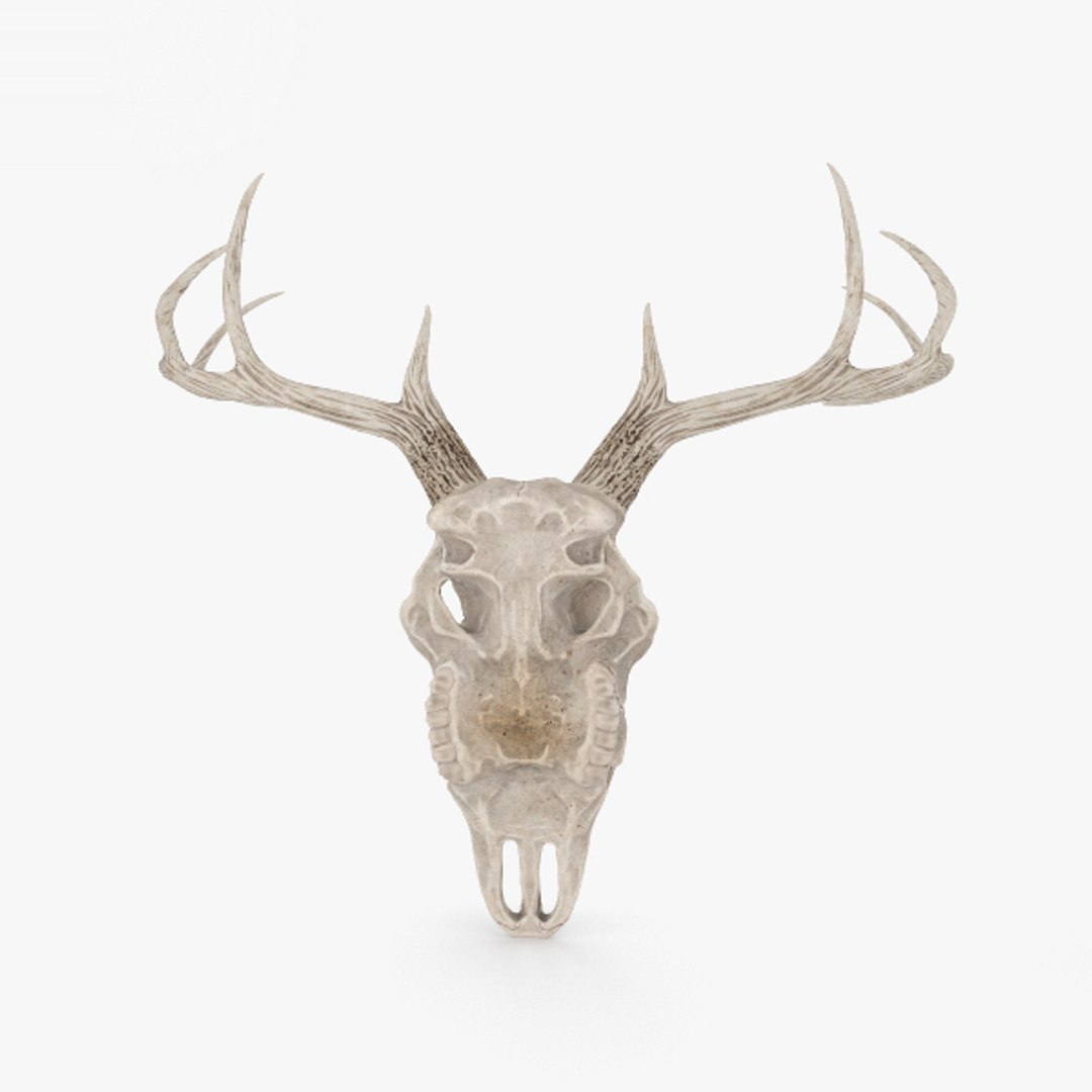 Skull Deer 3D Model - TurboSquid 1427337