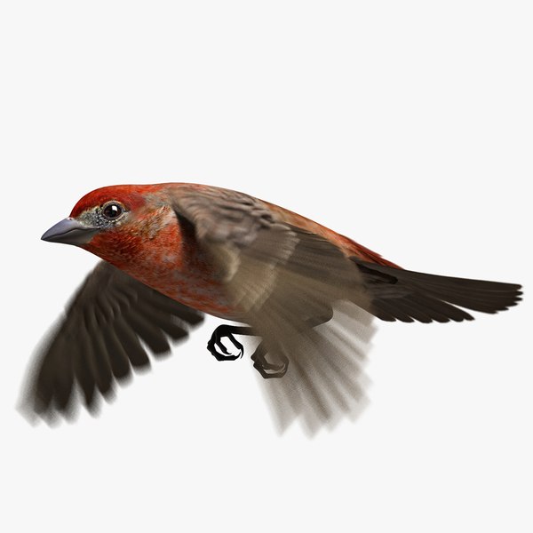 Bird 3D Models for Download | TurboSquid