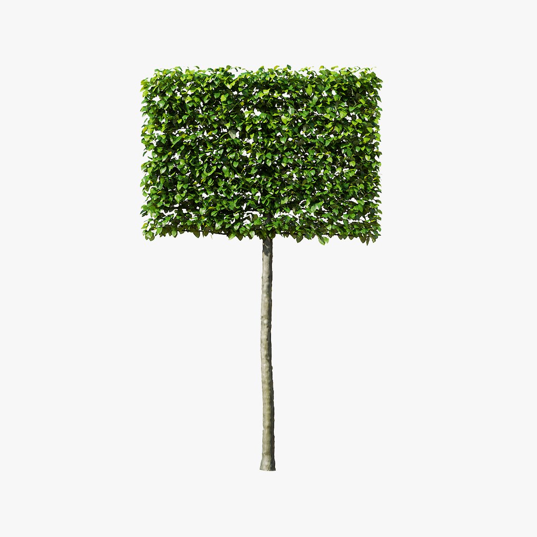 3D Fagus Sylvatica Pleached - TurboSquid 2005143