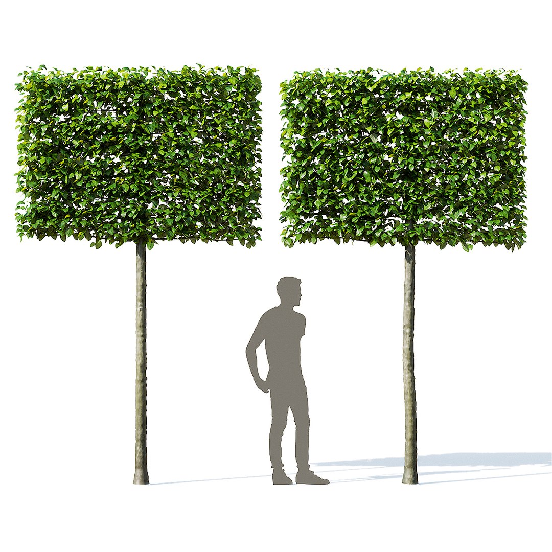 3D Fagus Sylvatica Pleached - TurboSquid 2005143