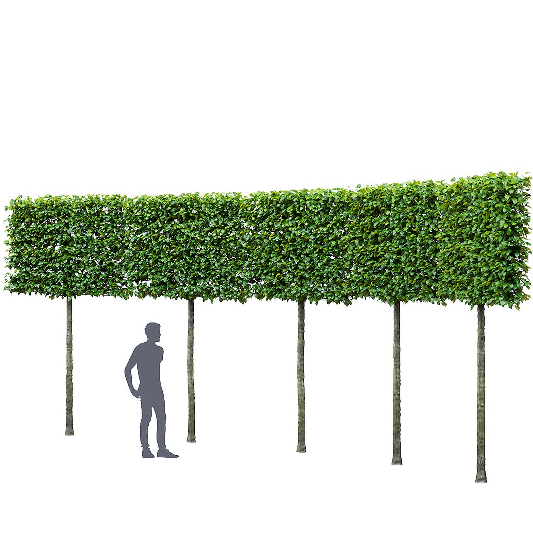 3D Fagus Sylvatica Pleached - TurboSquid 2005143