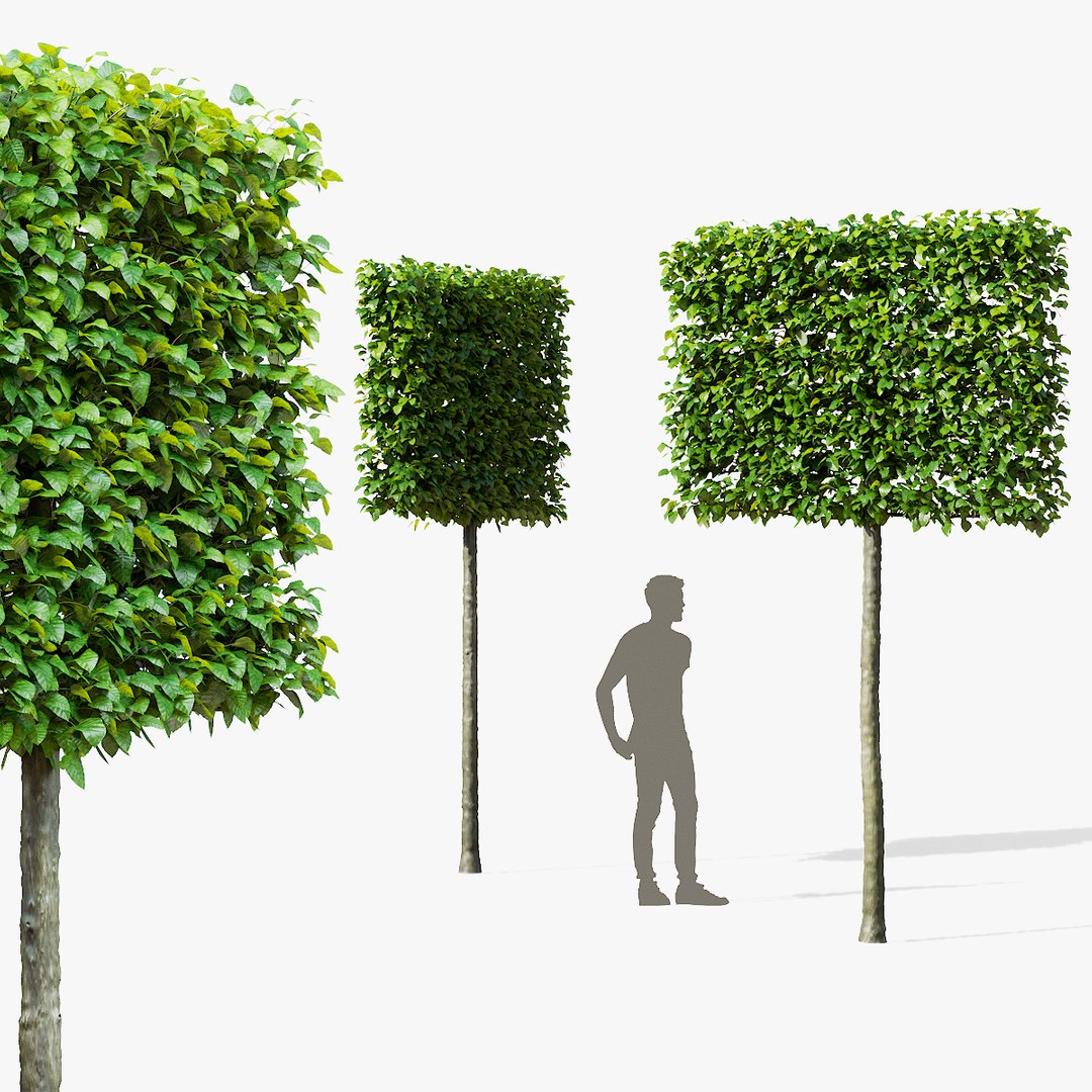 modelo 3d Fagus sylvatica plisada - TurboSquid 2005143
