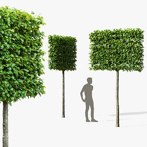 Fagus sylvatica purpurea pleached 3D model - TurboSquid 1994105