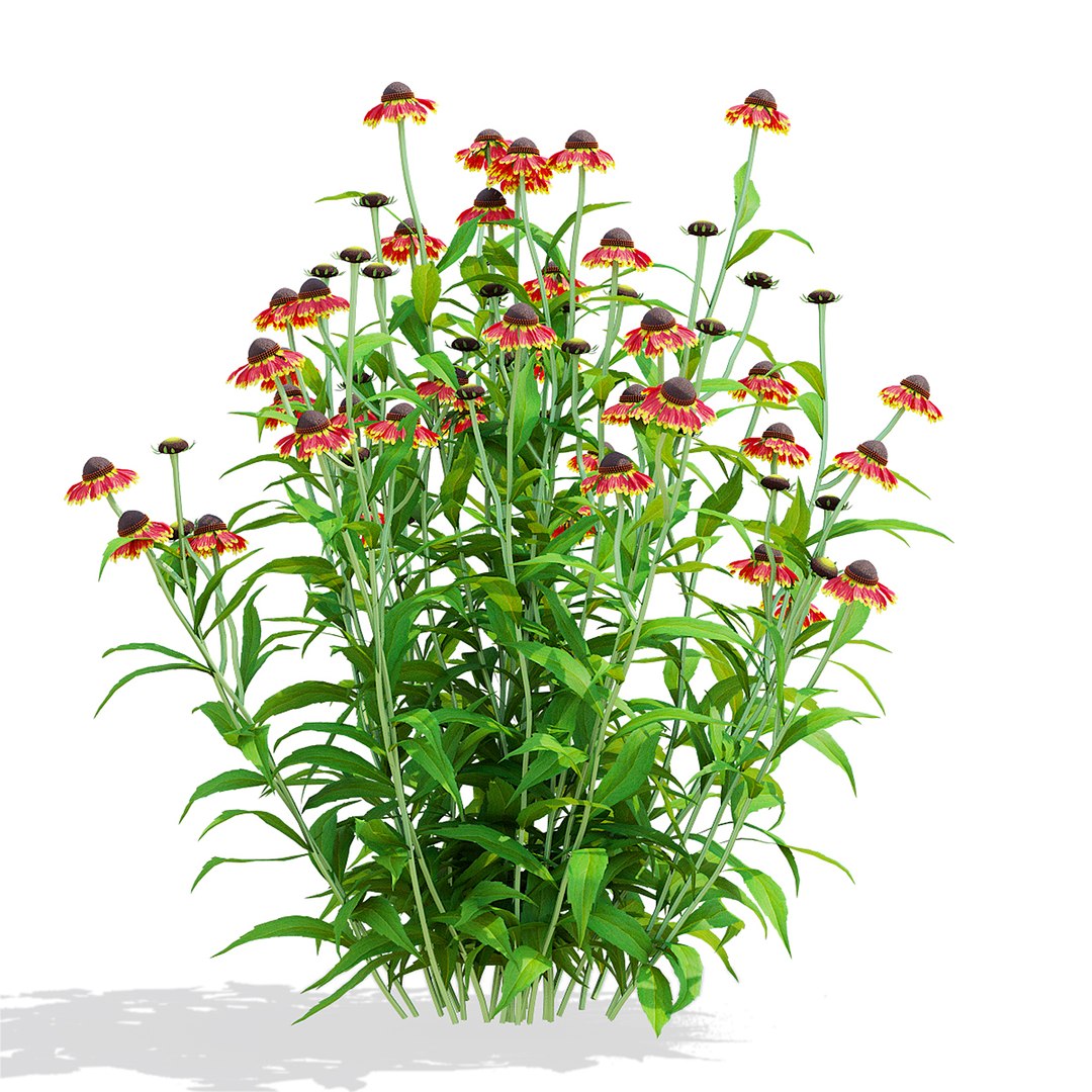 3D Helenium Hybride 2 Model - TurboSquid 1994116