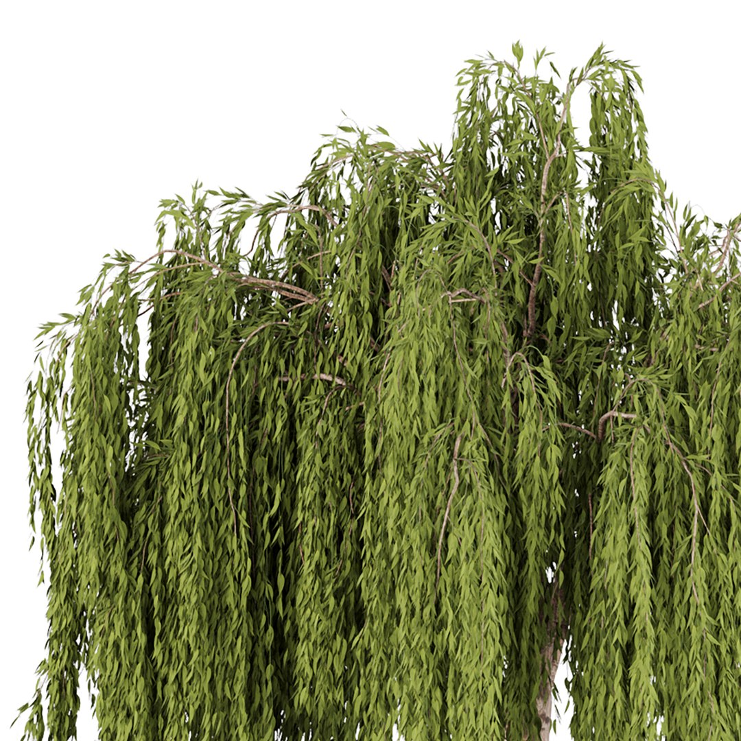 3D Willow Trees Vol 23 - TurboSquid 1948668