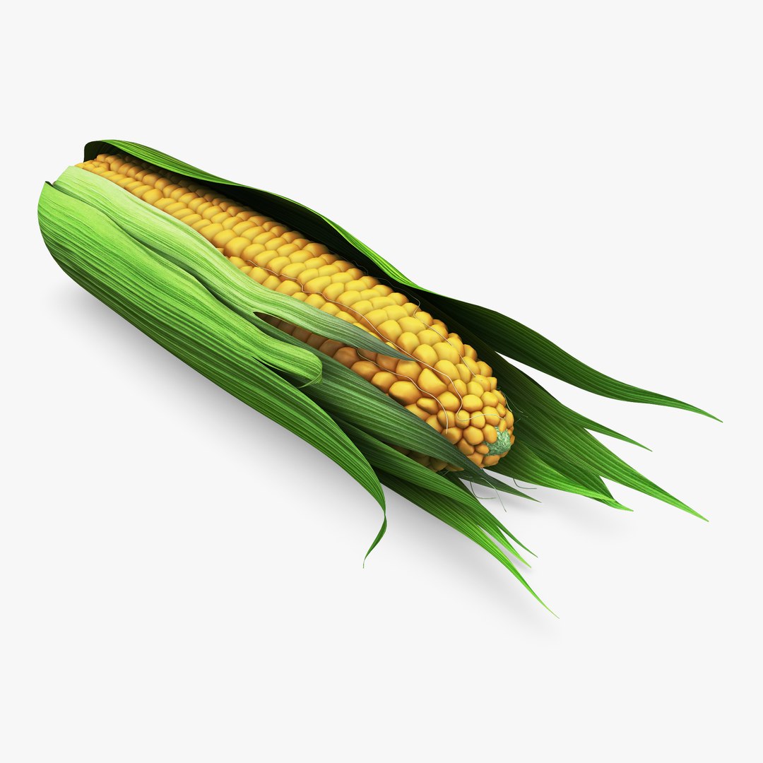 3D Corn Cob 1 - TurboSquid 1508659