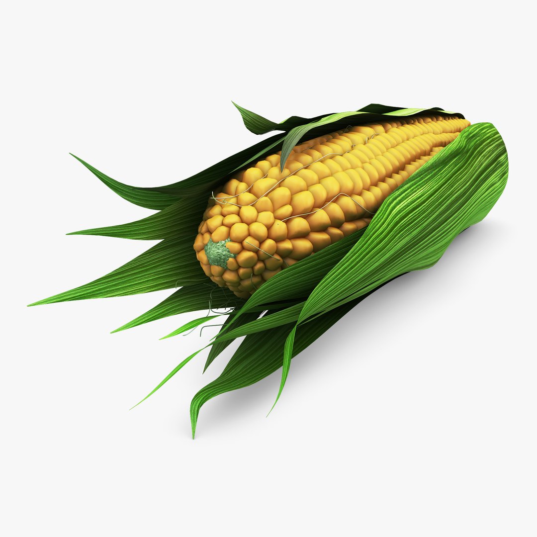 3D Corn Cob 1 - TurboSquid 1508659